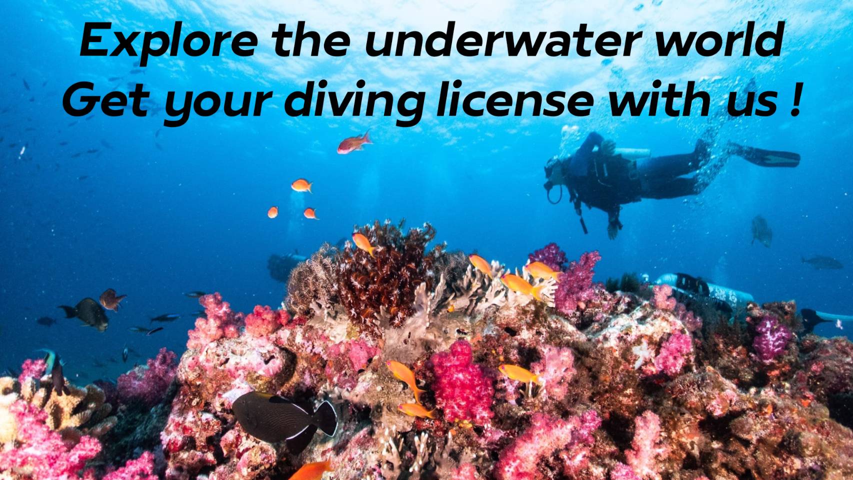 Openwater license - Zanook Dive