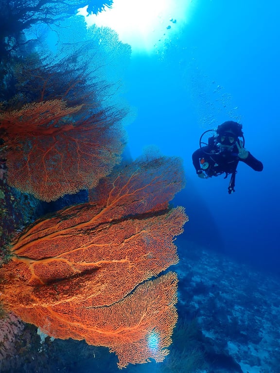 UW photo 4 - Zanook Dive