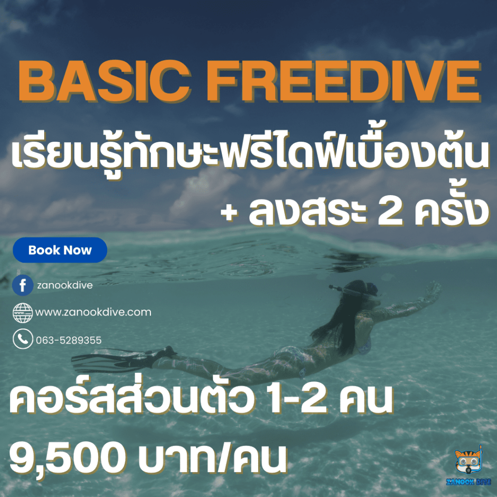 คอร์สเรียนฟรีไดฟ์ - Zanook Dive
